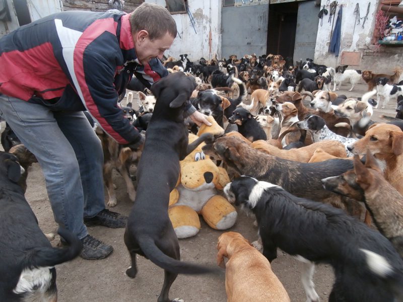 Sasa Pesic - My Dream for Animals