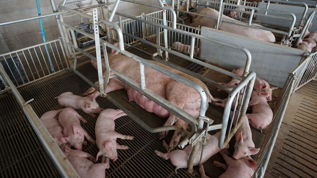 What is a factory farm? - My Dream for Animals