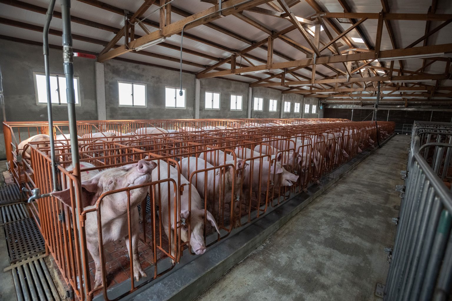 Pig Factory Farms - My Dream for Animals