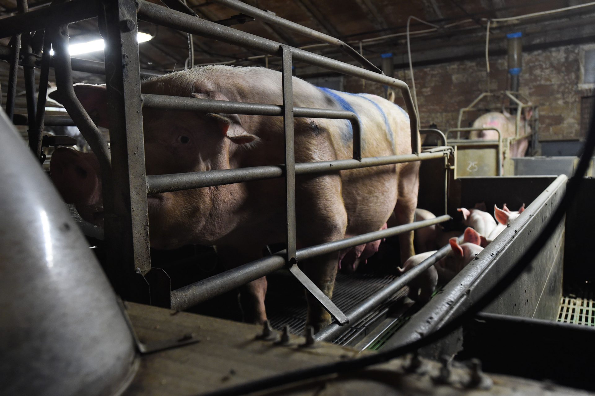 Pig Factory Farms - My Dream for Animals