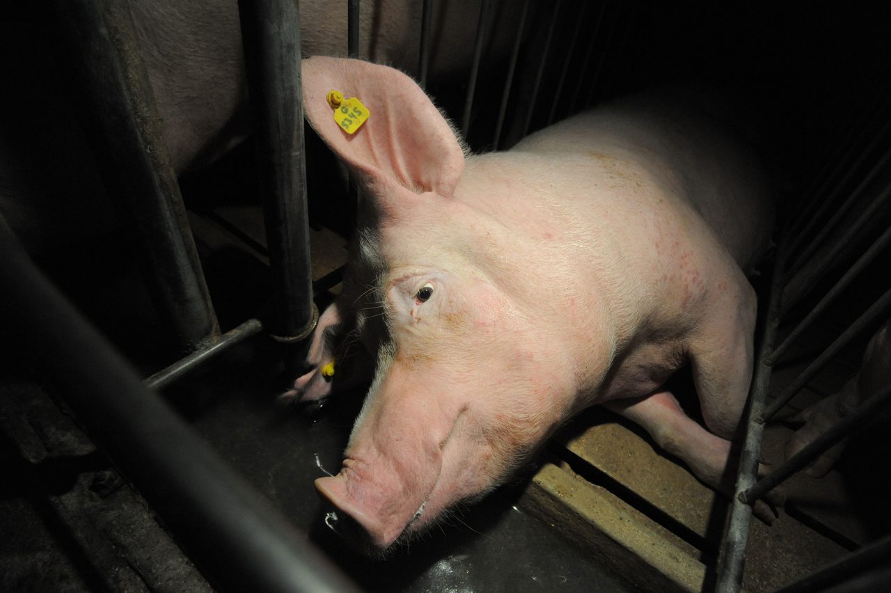 Pig Factory Farms - My Dream for Animals