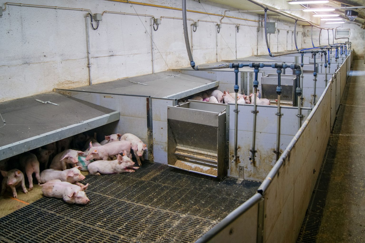 Pig Factory Farms - My Dream for Animals