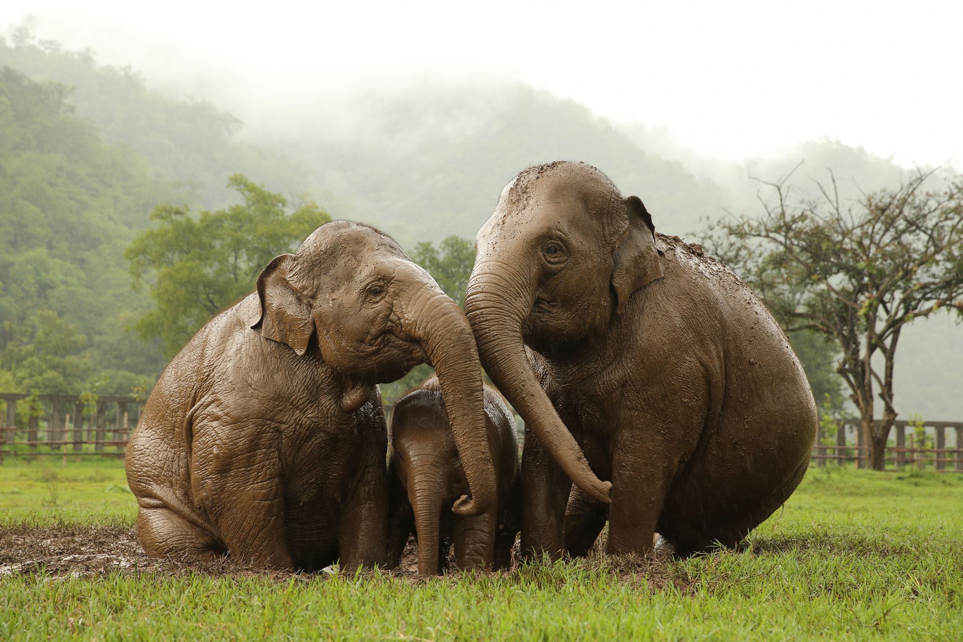 Lek Chailert - My Dream for Animals