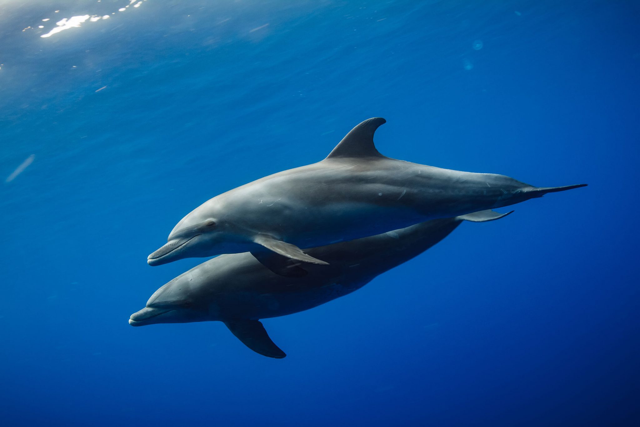 Dolphin Pair Bonds - My Dream for Animals