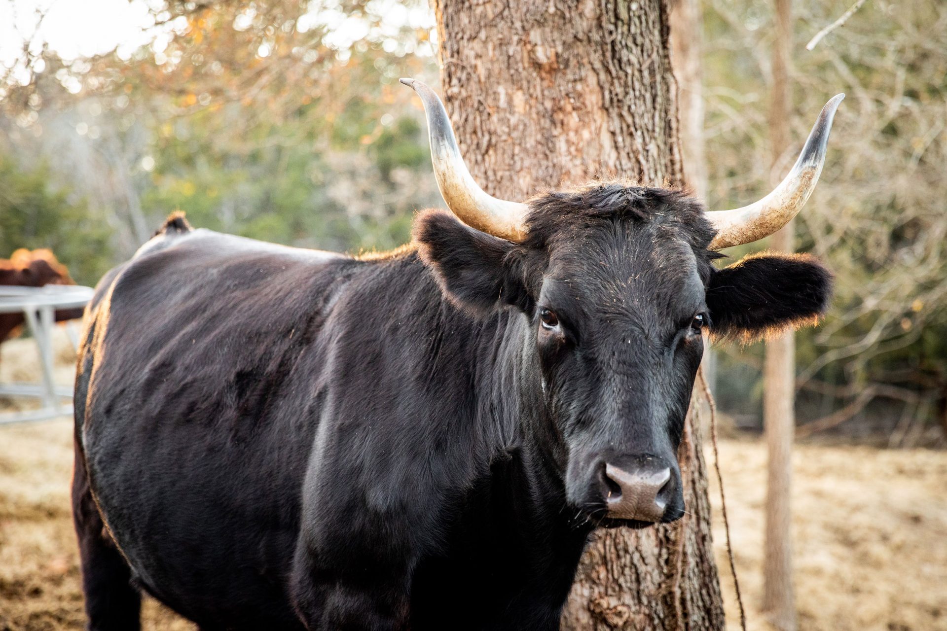 Austin Farm Sanctuary - My Dream for Animals