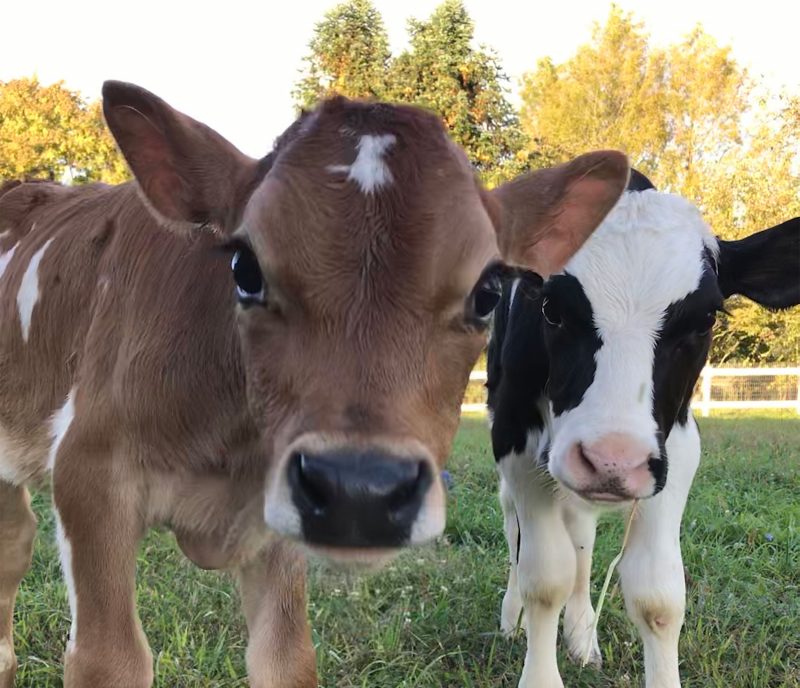 Uncle Neil’s Home - My Dream for Animals