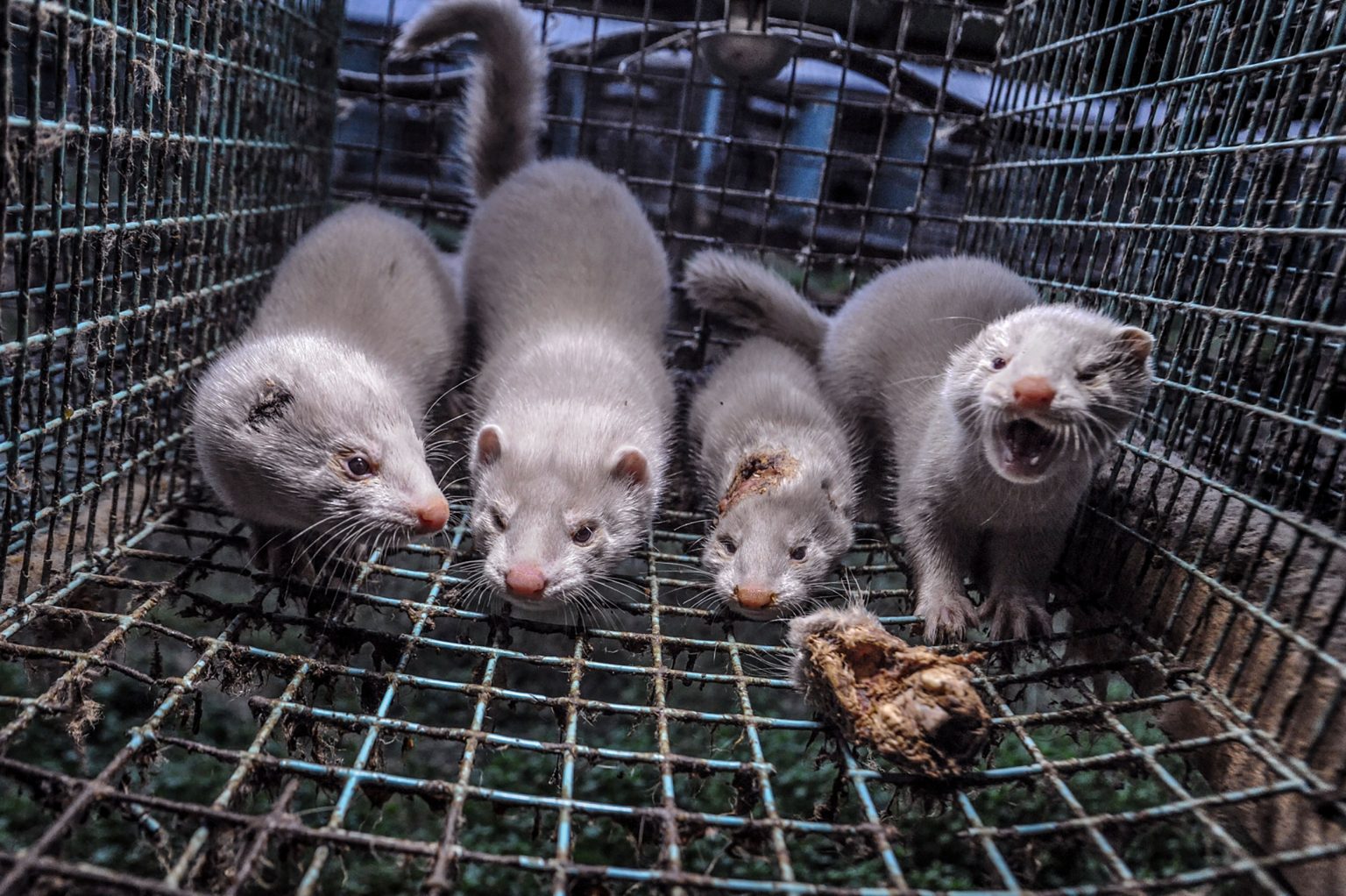 Hidden: Animals in the Anthropocene - My Dream for Animals